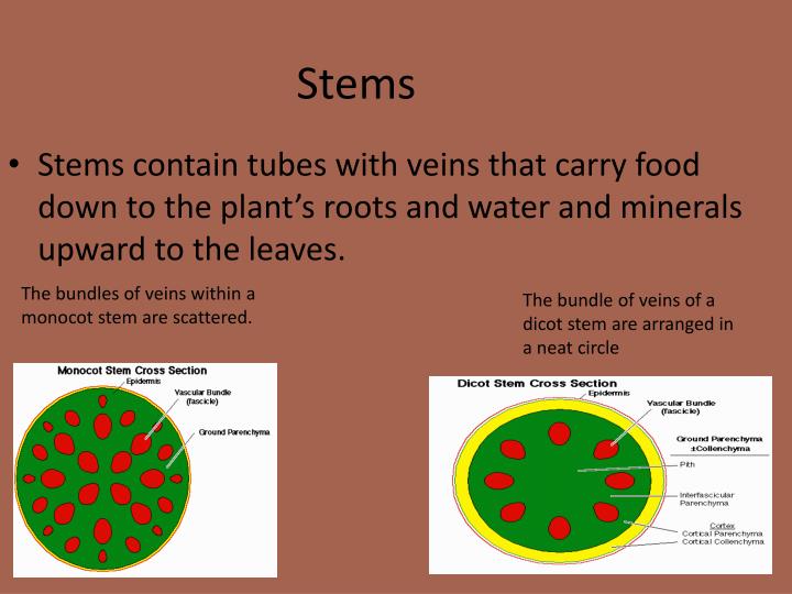 PPT - Seeds PowerPoint Presentation - ID:2011217