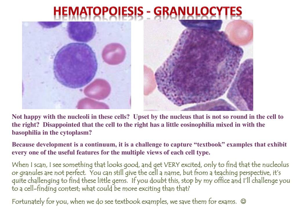 PPT - Hematopoiesis: White Blood Cells and Platelets Digital Laboratory ...