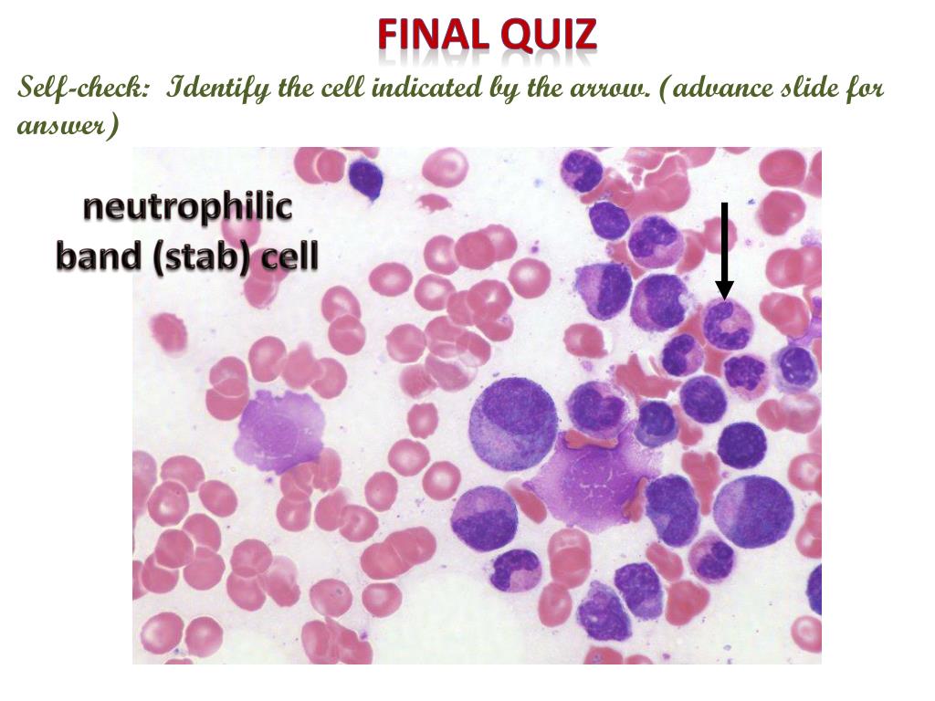 PPT - Hematopoiesis: White Blood Cells and Platelets Digital Laboratory ...