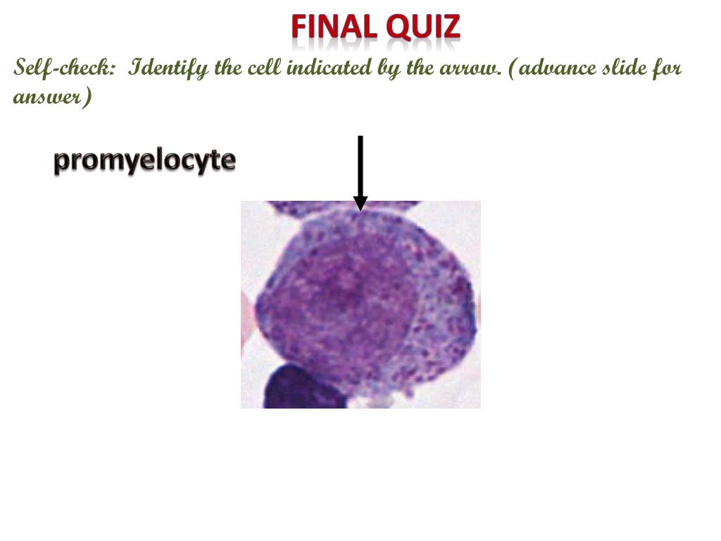 PPT - Hematopoiesis: White Blood Cells and Platelets Digital Laboratory ...