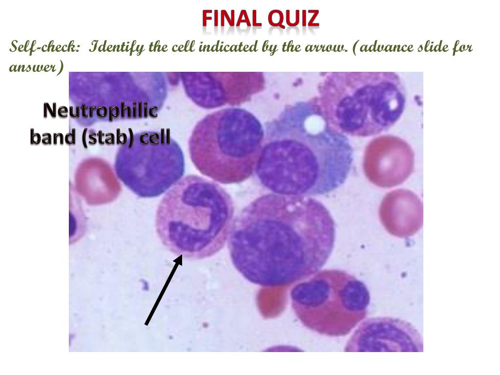 PPT - Hematopoiesis: White Blood Cells and Platelets Digital Laboratory ...
