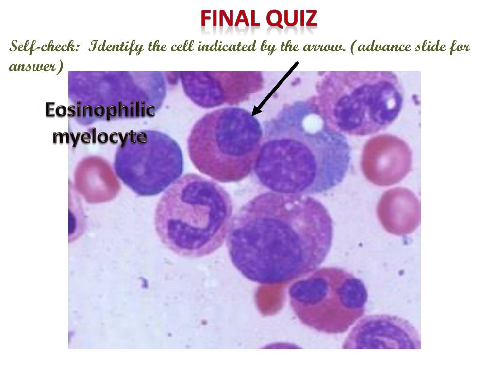 PPT - Hematopoiesis: White Blood Cells and Platelets Digital Laboratory ...