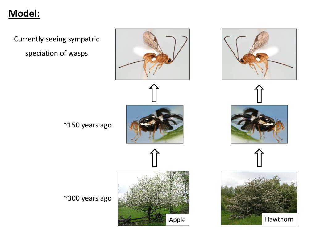 PPT - Discussion of Sequential Sympatric Speciation Across Trophic ...