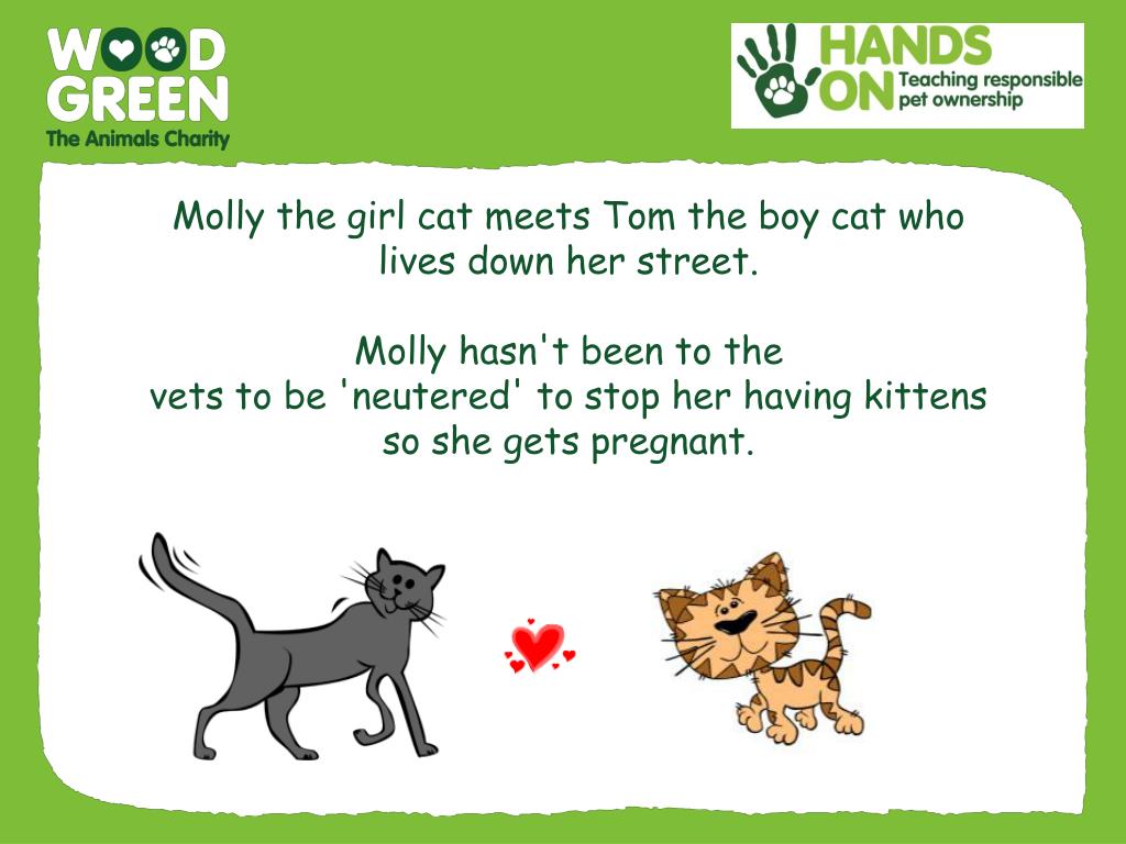 PPT - Cat and kitten game F ind out what happens when Molly the girl ...