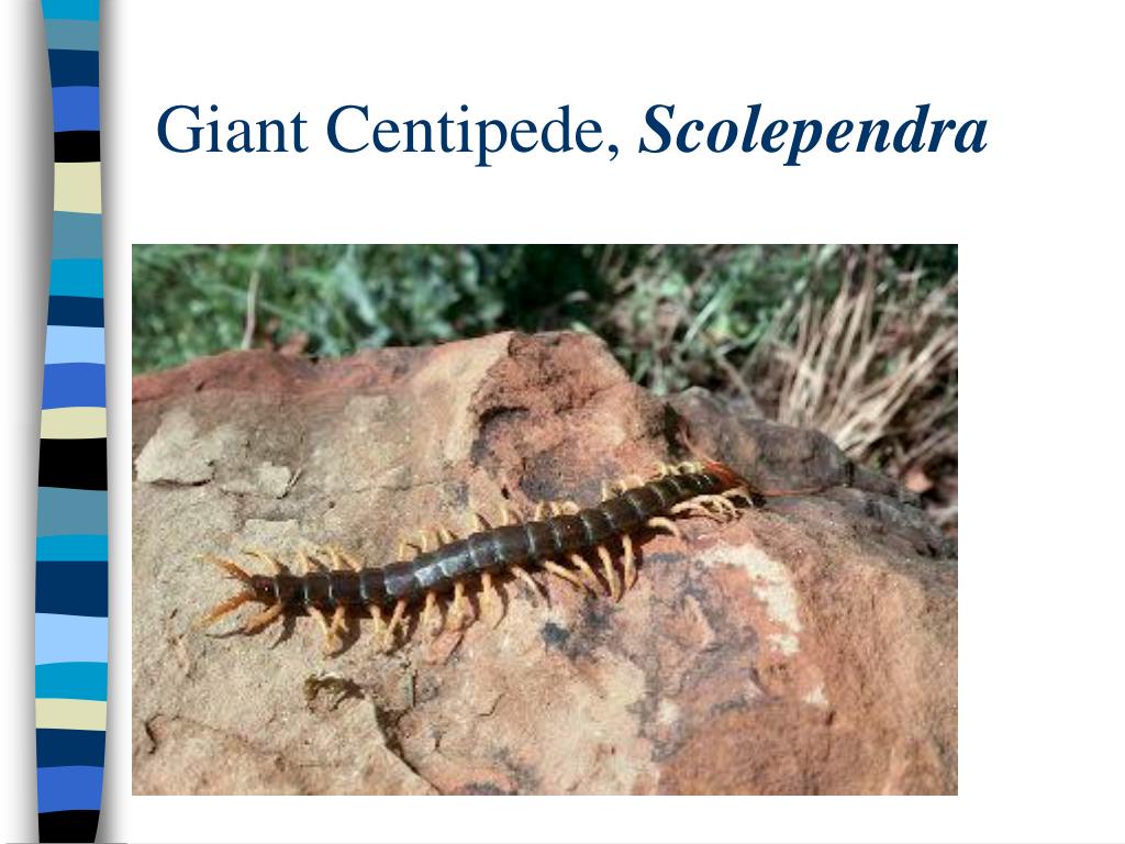 PPT - TROPICAL CENTIPEDES & MILLIPEDES 2-20-05 PowerPoint Presentation ...