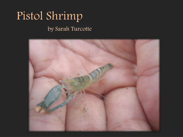 Trigger Shrimp