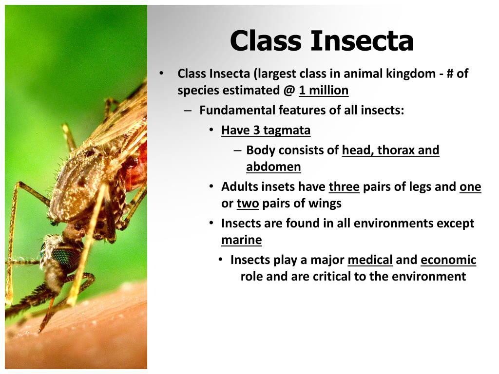 PPT - Arthropoda PowerPoint Presentation, free download - ID:2012004