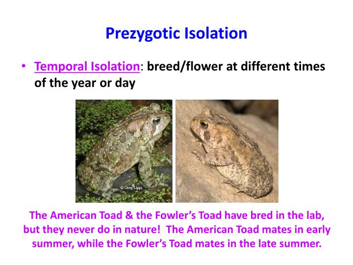 PPT - Fun Fact! Imagine this… PowerPoint Presentation - ID:2012063