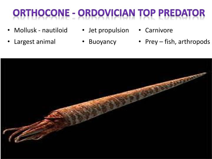PPT - The Ordovician Period 490 to 443 Mya PowerPoint Presentation - ID ...