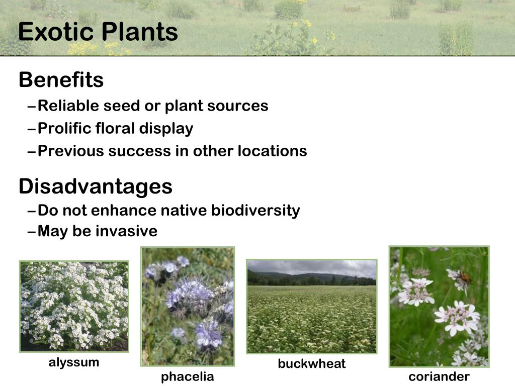 PPT - Michigan Native Plants that Attract Beneficial Insects ...