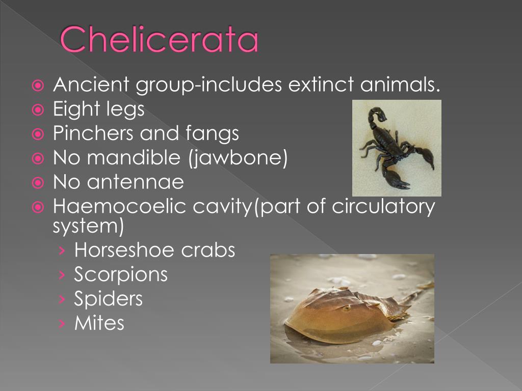 PPT - Phylum Arthopoda (Greek for “jointed foot”) PowerPoint ...