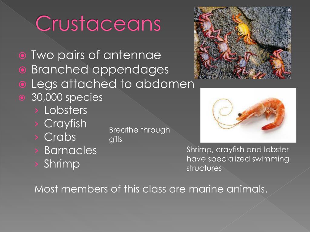PPT - Phylum Arthopoda (Greek for “jointed foot”) PowerPoint ...