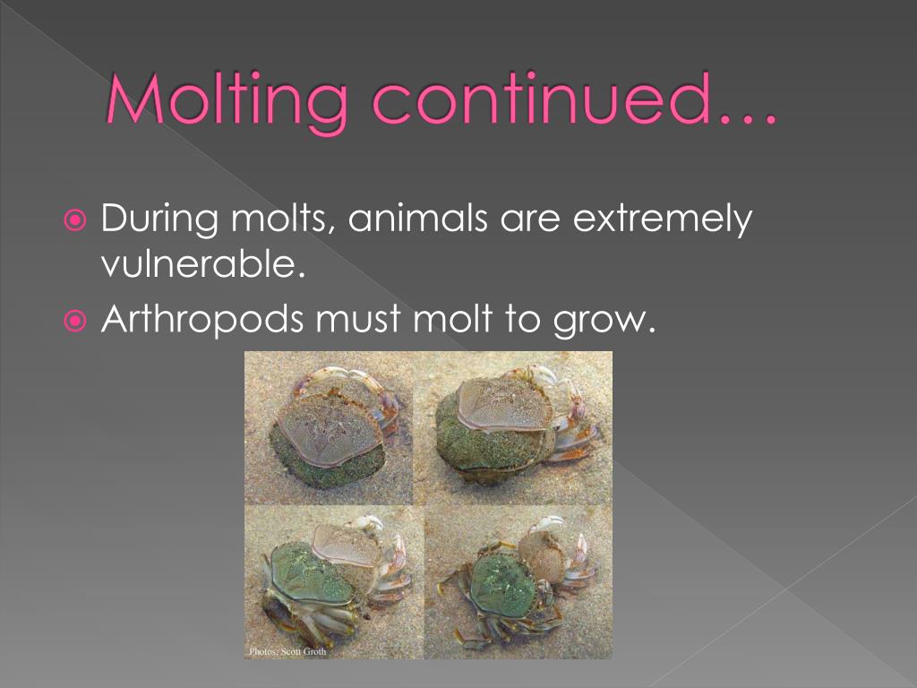 PPT - Phylum Arthopoda (Greek for “jointed foot”) PowerPoint Presentation - ID:2012474