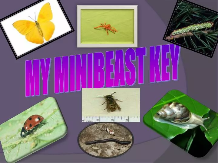 PPT - My Minibeast Key PowerPoint Presentation, free download - ID:2012520