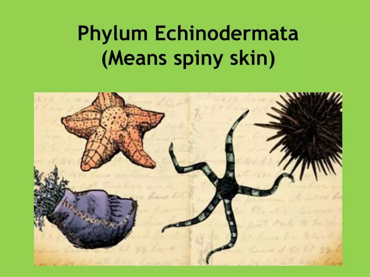 PPT - Phylum Echinodermata (Means spiny skin) PowerPoint Presentation ...