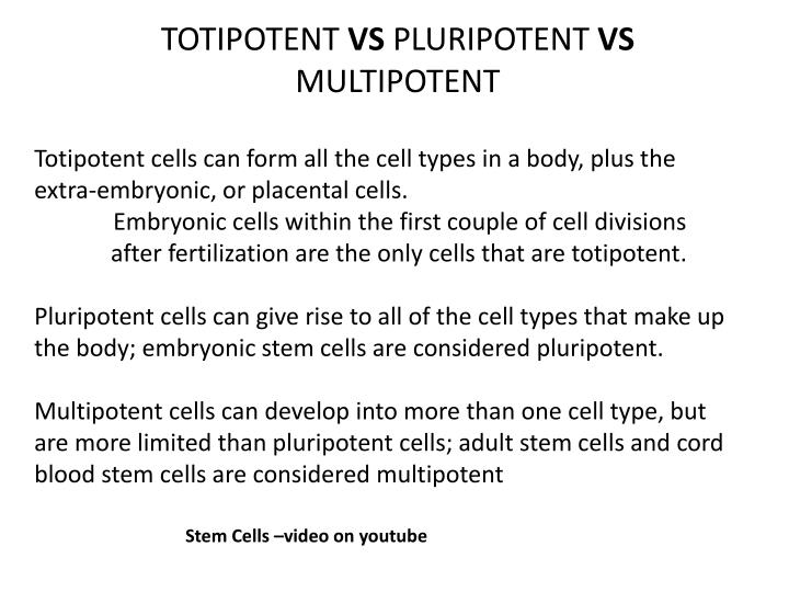 PPT - The Cell Cycle PowerPoint Presentation - ID:2013286