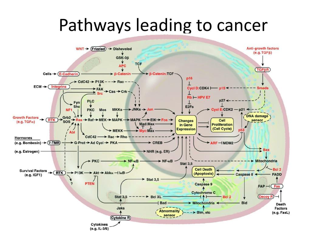 PPT - P53, Apoptosis, Cancer, More Regulation PowerPoint Presentation ...