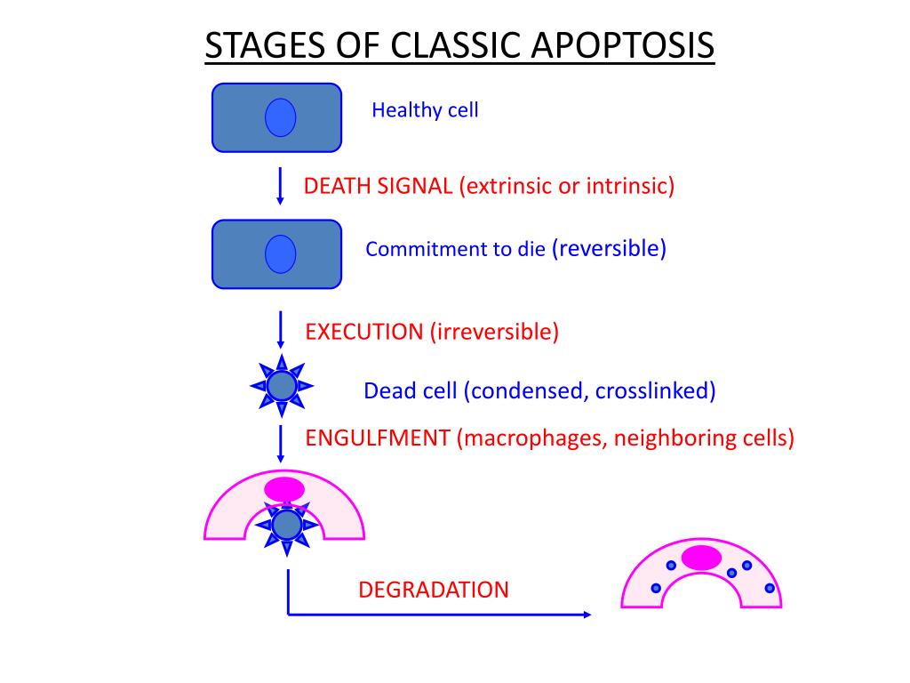 PPT - P53, Apoptosis, Cancer, More Regulation PowerPoint Presentation ...