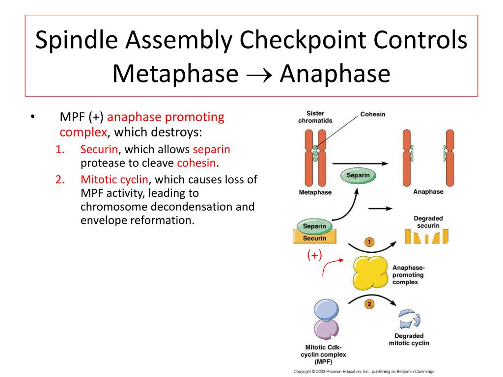 PPT - P53, Apoptosis, Cancer, More Regulation PowerPoint Presentation ...