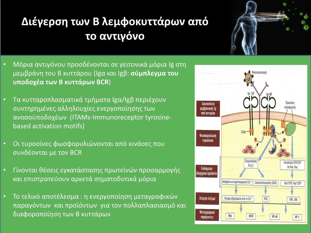 PPT - Χυμική ανοσία Πολυξένη Τσιαβή Ειδικευόμενη Ιατρικής Βιοπαθολογίας ...