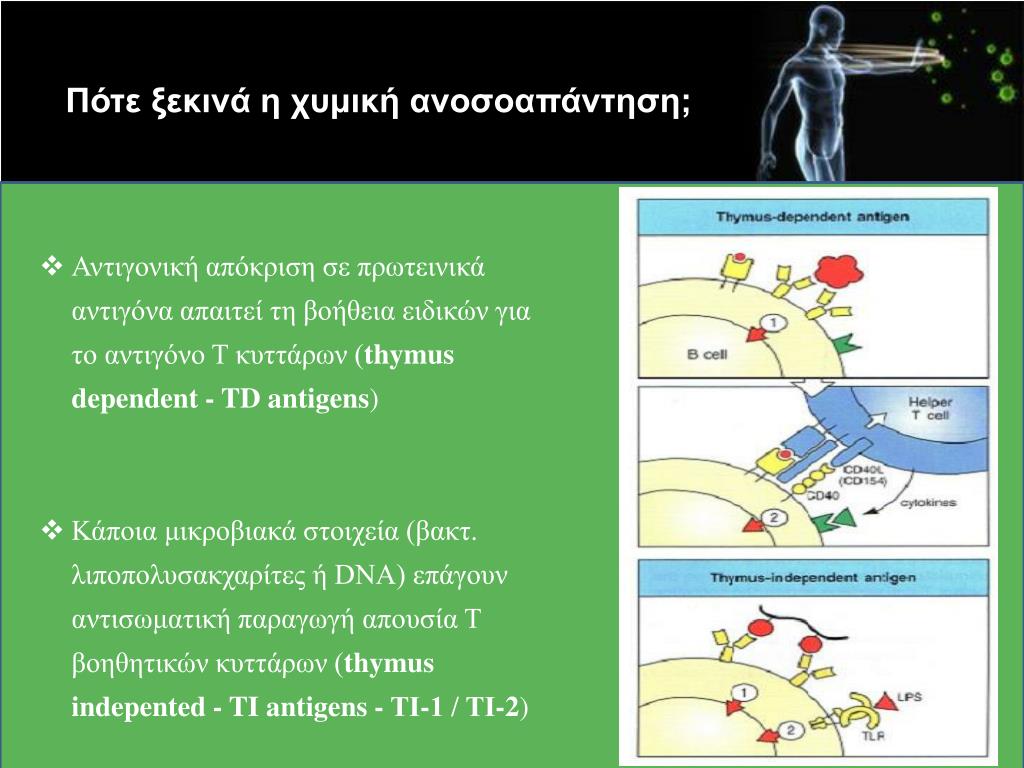 PPT - Χυμική ανοσία Πολυξένη Τσιαβή Ειδικευόμενη Ιατρικής Βιοπαθολογίας ...