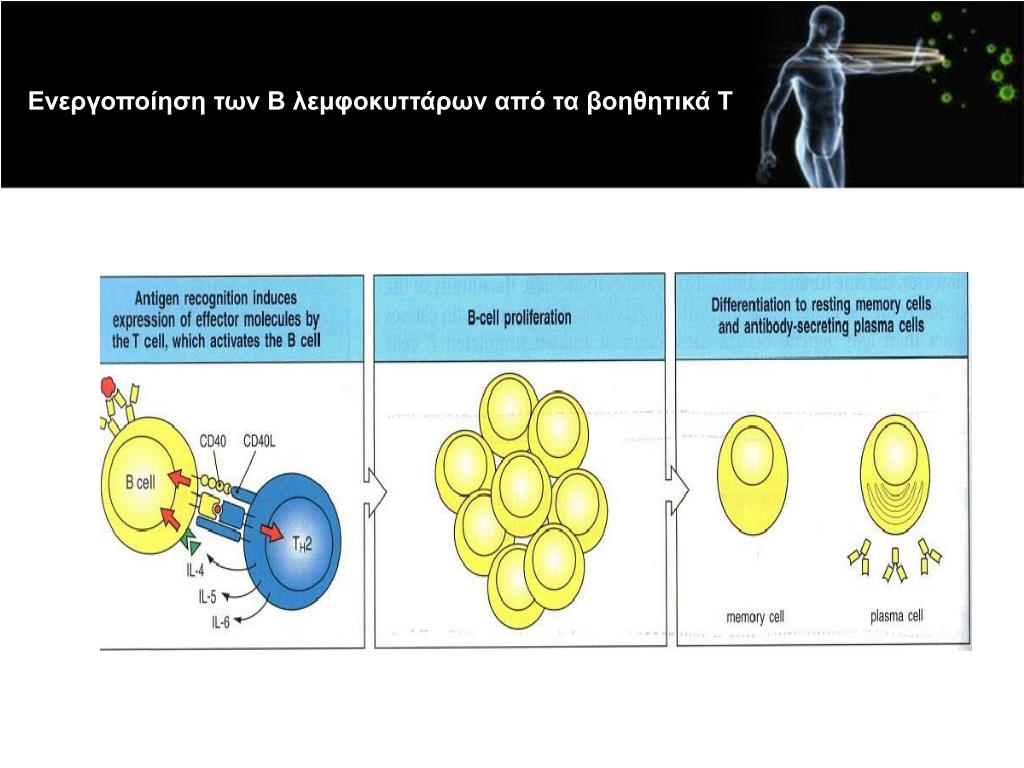 PPT - Χυμική ανοσία Πολυξένη Τσιαβή Ειδικευόμενη Ιατρικής Βιοπαθολογίας ...