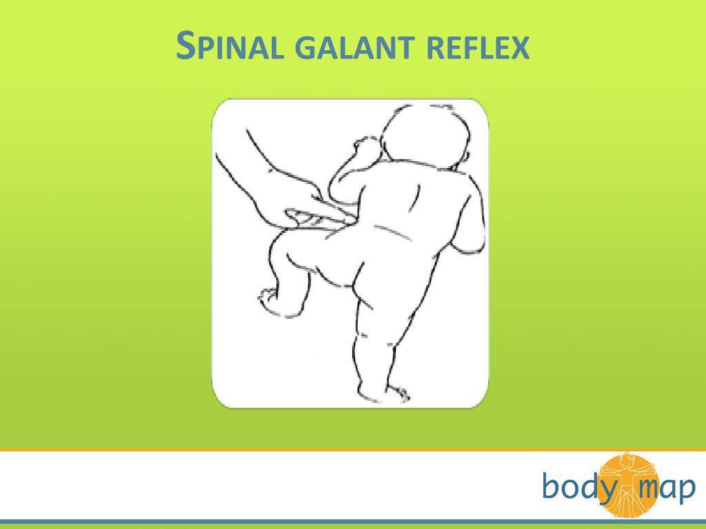 PPT - Belang van beweging voor ontwikkeling van de hersenen PowerPoint ...