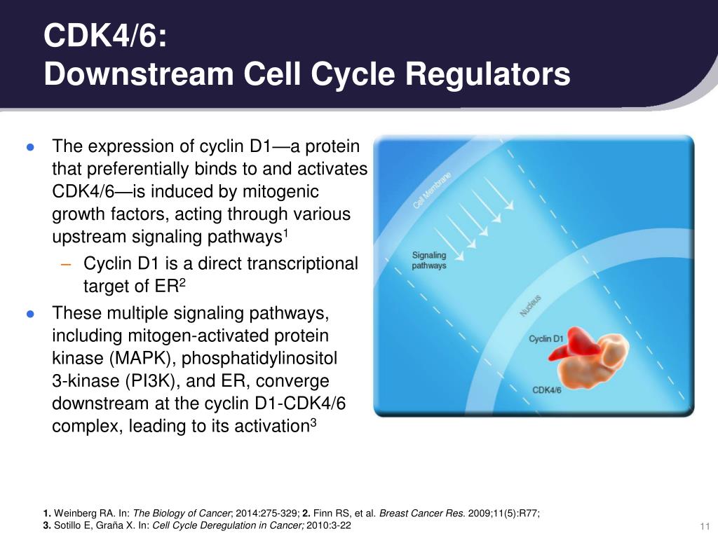 PPT - The Role of CDK4/6 in Breast Cancer PowerPoint Presentation, free ...