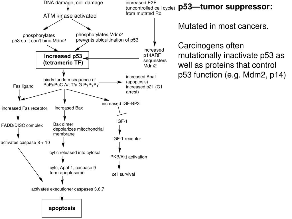 PPT - Chemical Carcinogenesis: Initiation, Promotion and Progression ...