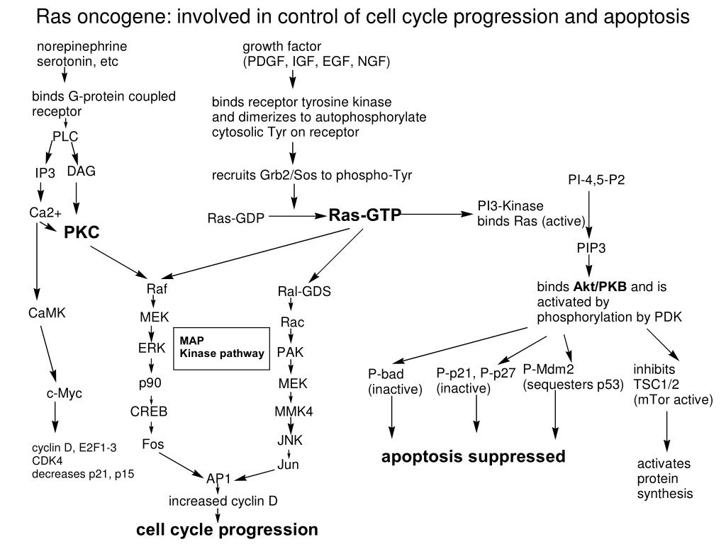 PPT - Chemical Carcinogenesis: Initiation, Promotion and Progression ...