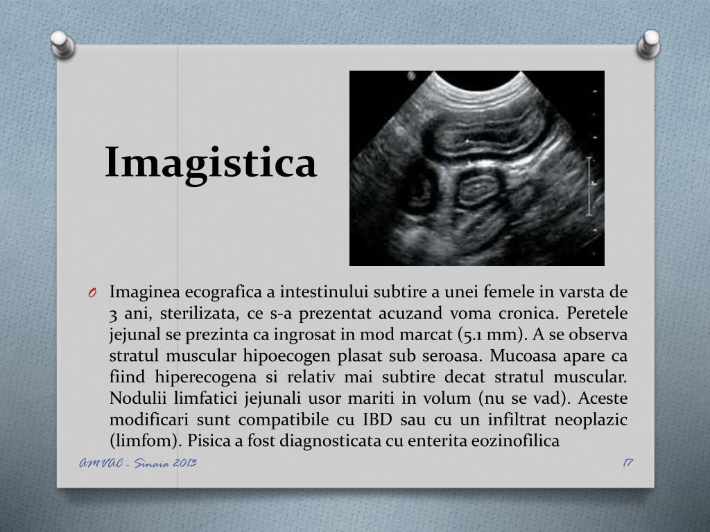 PPT - Boala inflamatorie idiopatica intestinala la pisica PowerPoint ...