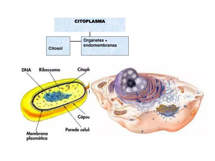 PPT - CITOPLASMA PowerPoint Presentation, free download - ID:2014228