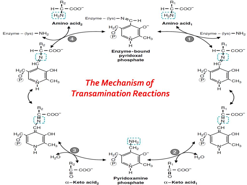 PPT - Amino acid metabolism PowerPoint Presentation, free download - ID ...