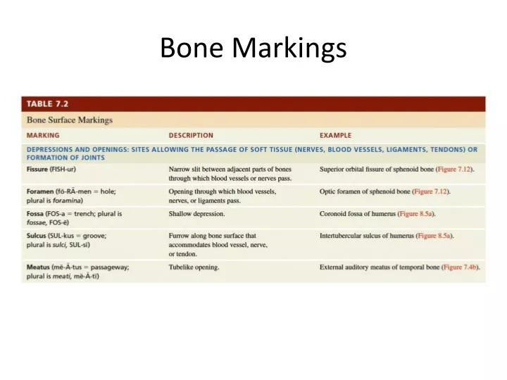 PPT - Bone Markings PowerPoint Presentation, free download - ID:2014336