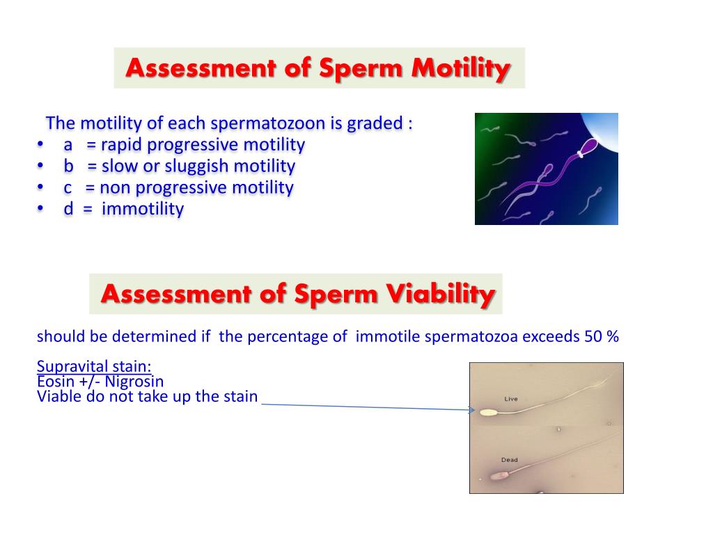 Ppt Semen Analysis Powerpoint Presentation Free Download Id 2014344