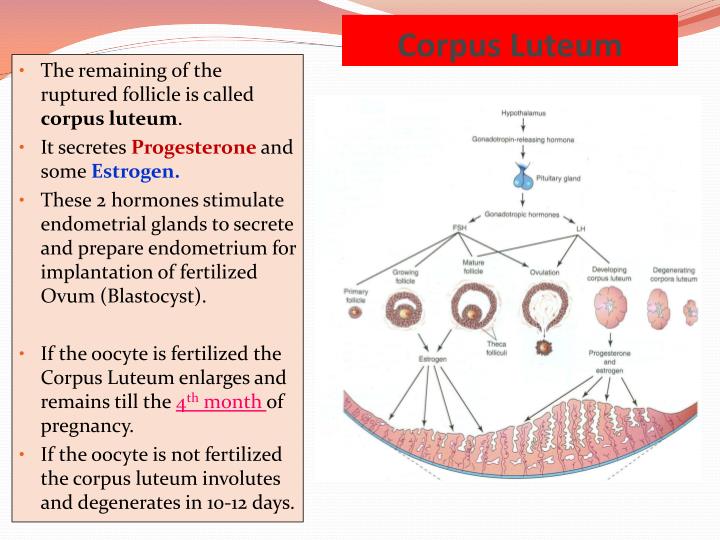 PPT - GAMETOGENESIS & FEMALE CYCLES PowerPoint Presentation - ID:2014388