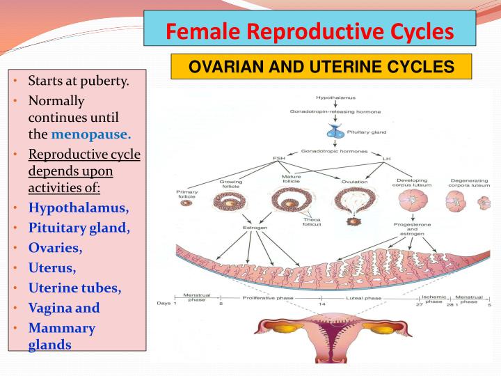 Ppt Gametogenesis And Female Cycles Powerpoint Presentation Id2014388