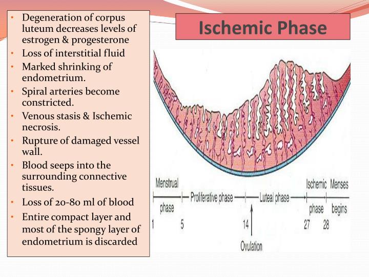 PPT - GAMETOGENESIS & FEMALE CYCLES PowerPoint Presentation - ID:2014388