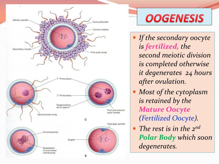PPT - GAMETOGENESIS & FEMALE CYCLES PowerPoint Presentation - ID:2014388