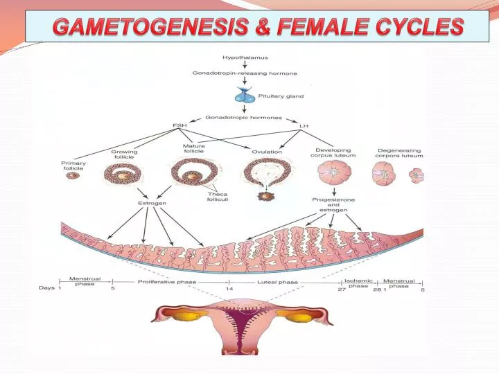 PPT - GAMETOGENESIS & FEMALE CYCLES PowerPoint Presentation, free ...