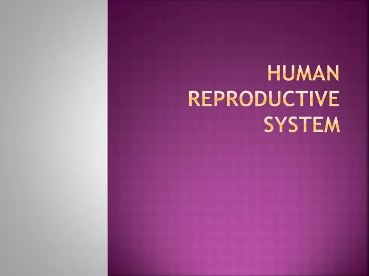 PPT - Human Reproductive system PowerPoint Presentation, free download ...