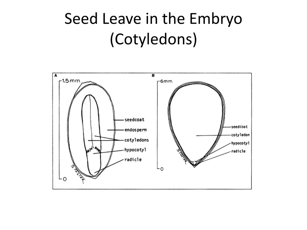 PPT - Section 6.2 : Kingdom Plantae pgs. 169-181 PowerPoint ...