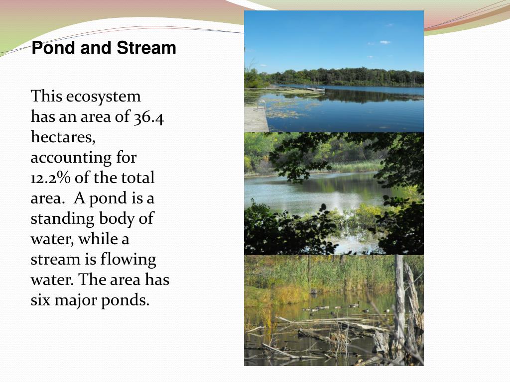 PPT - Exploring the Biodiversity of Westminster Ponds Mills: A Natural ...