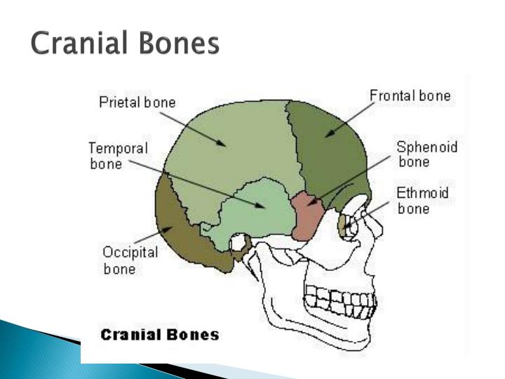 PPT - Skeletal Organization PowerPoint Presentation - ID:2014552
