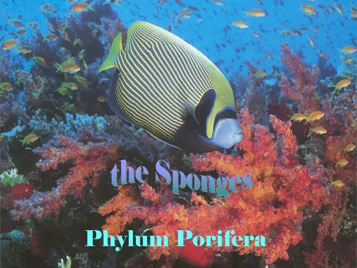 PPT - Phylum Porifera PowerPoint Presentation, free download - ID:2014682