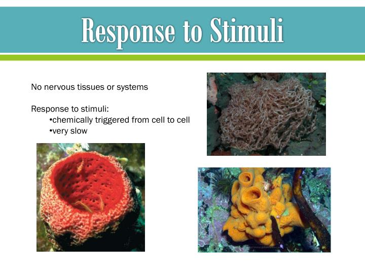 PPT - PORIFERA PowerPoint Presentation - ID:2014690