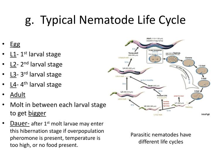 PPT - Journal #1 PowerPoint Presentation - ID:2014771