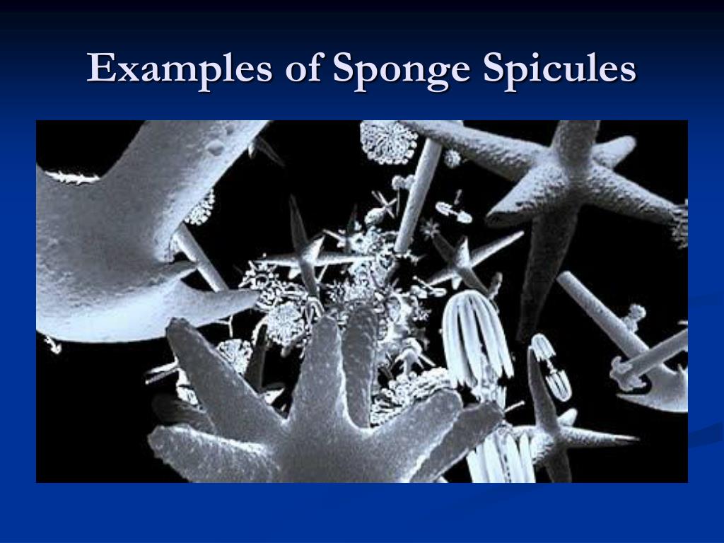 PPT - Animal Phyla: Porifera & Cnidaria PowerPoint Presentation - ID ...