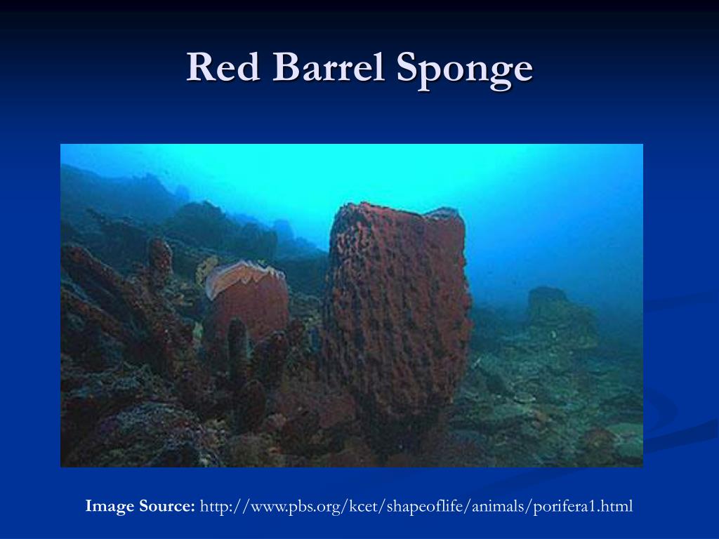 PPT - Animal Phyla: Porifera & Cnidaria PowerPoint Presentation - ID ...