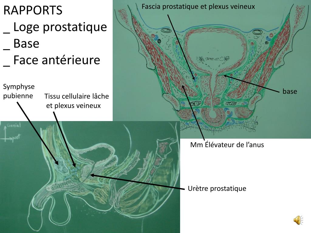 PPT - GLANDES GÉNITALES MASCULINES ANNEXES PowerPoint Presentation ...